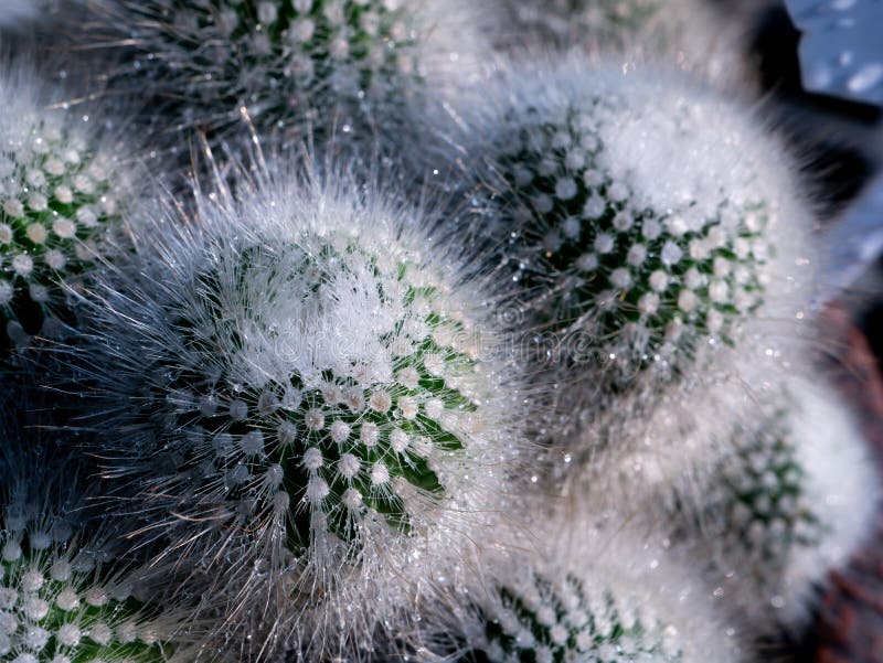 Rain Drops on the White Cactus Stock Photo - Image of drops, evergreen ...