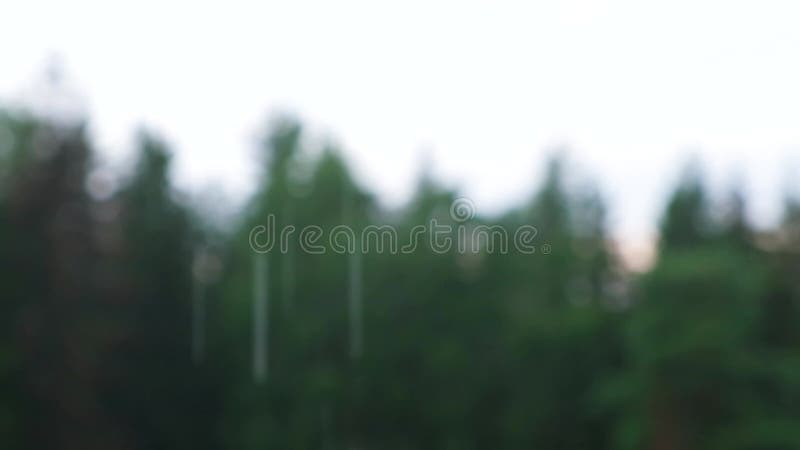 Blowing Wind Rain Storm Damage Tree. Bad Weather. Heavy Rain and Strong ...