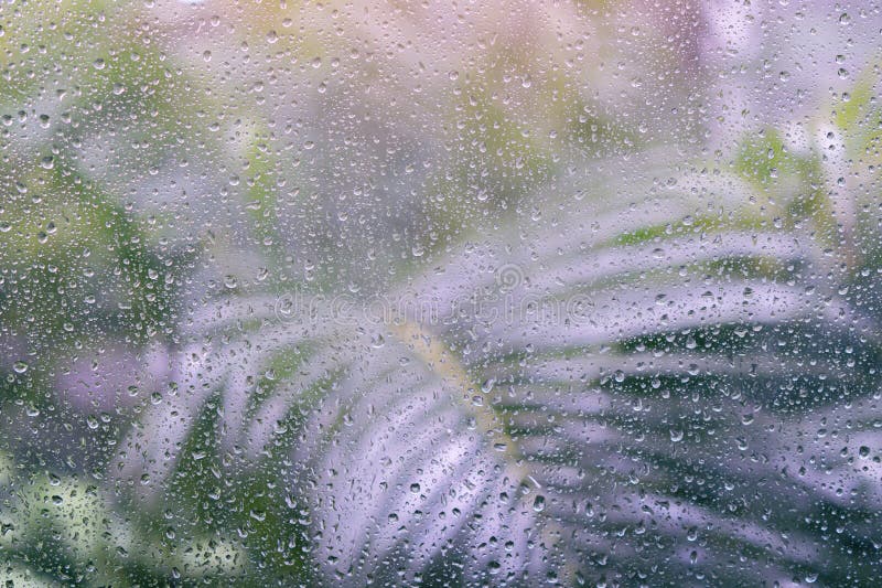 2,181 Rainy Day Window Tree Stock Photos - Free & Royalty-Free Stock ...