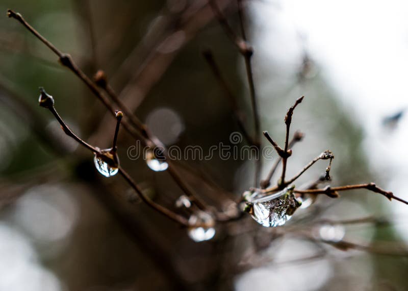 Rain drops on winter twigs stock image. Image of liquid - 109144249