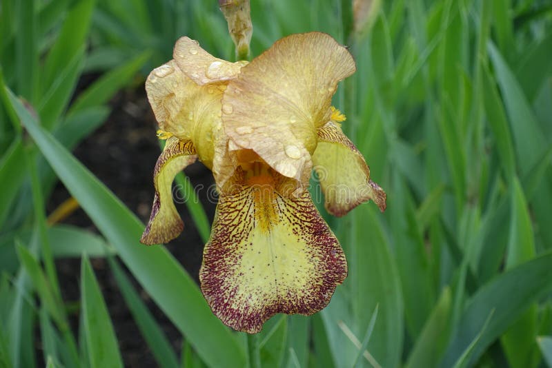 Rain Drops on Yellow and Brown Flower of Bearded Iris Stock Photo ...