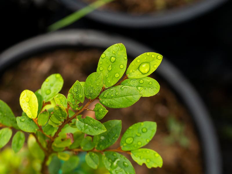 Rain Drops on the Yellow Star Tree Leaves Stock Image - Image of ...