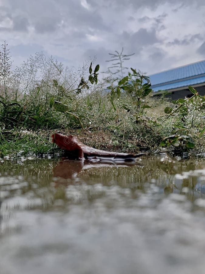 After rain stock photo. Image of area, lizards, leaf - 264490698