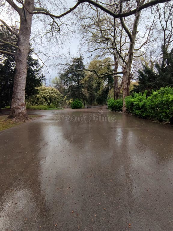 Rain in an Empty Spring Park Stock Photo - Image of moss, season: 315673486