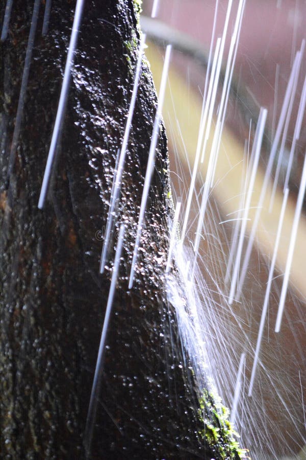 Rain fall stock photo. Image of natural, bark, autumn - 44603262