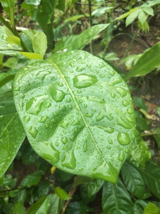 Rain Fall on the Fresh Java Green Leaves Stock Image - Image of leaf ...