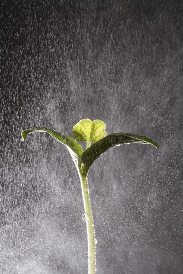 Rain fall on plant stock photo. Image of black, water - 48959438