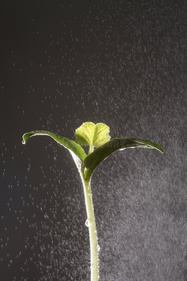 Rain fall on plant stock photo. Image of vertical, close - 48959444