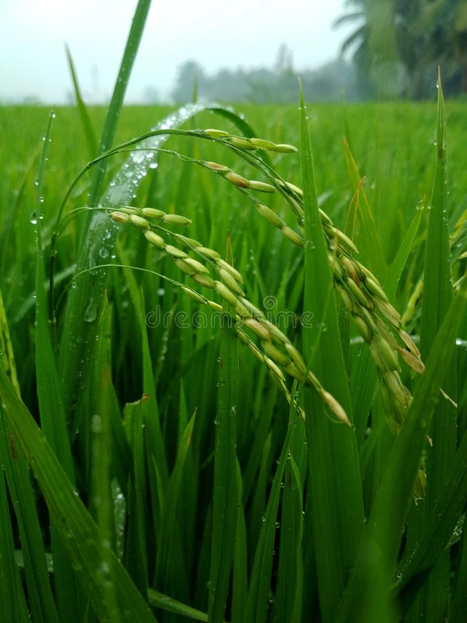 Rice stock photo. Image of rice, green, rain, treat - 125079546