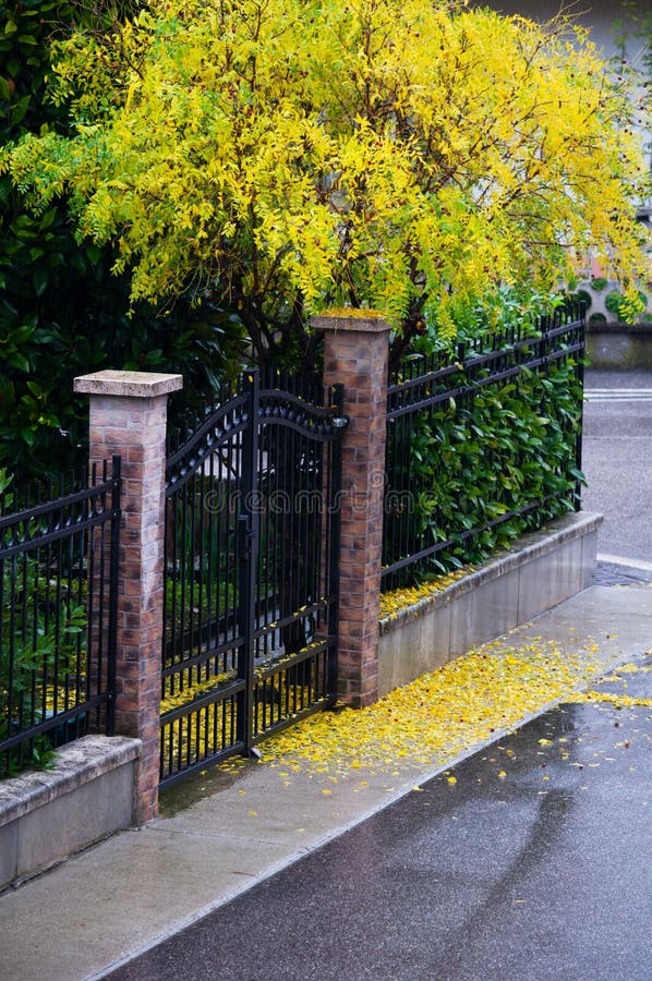 Rain and Fallen Leaves at the Gate of the House Stock Image - Image of ...