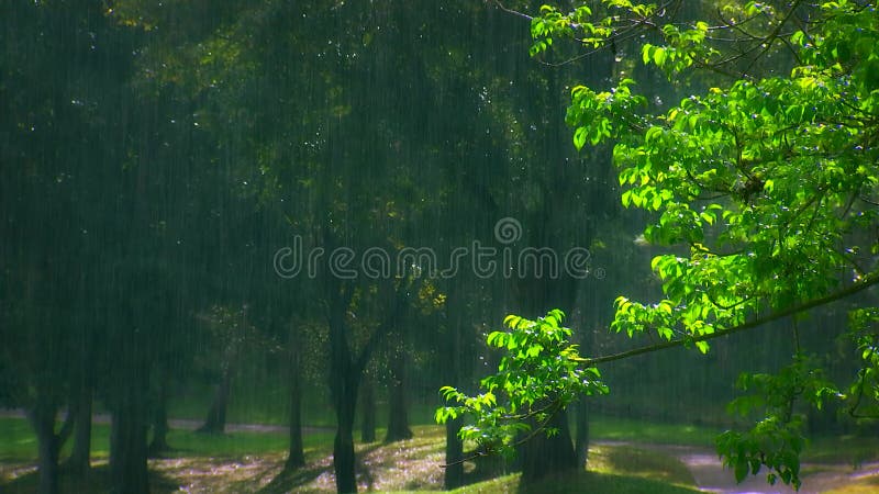 Rain Falling Against a Background of Green Trees Stock Video - Video of ...