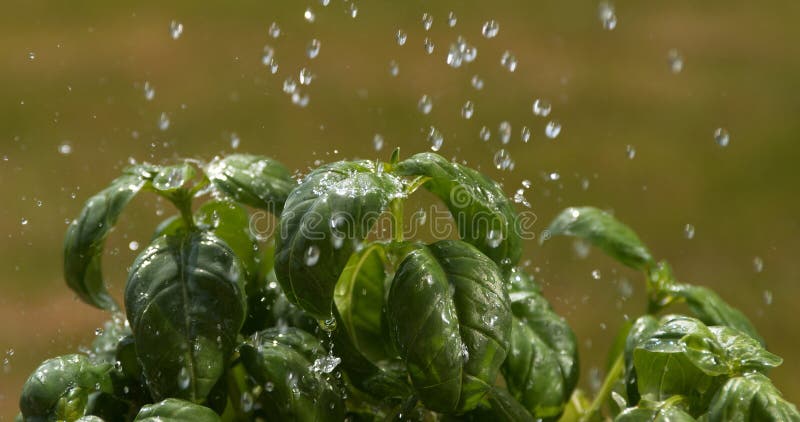 Rain Falling Basilisk, Ocimum Basilicum, Normandy Stock Photo - Image ...