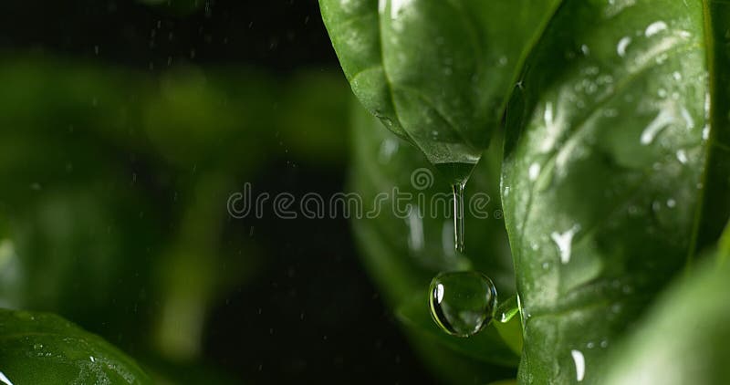 Rain Falling Basilisk, Ocimum Basilicum, Normandy Stock Photo - Image ...