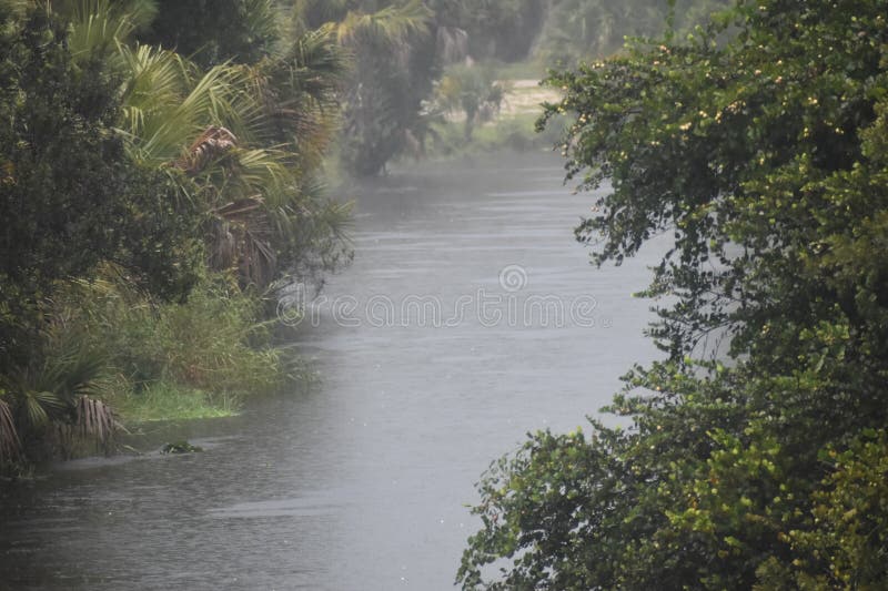 Rain Falling in Cypress Swamp Stock Image - Image of pond, droplets ...