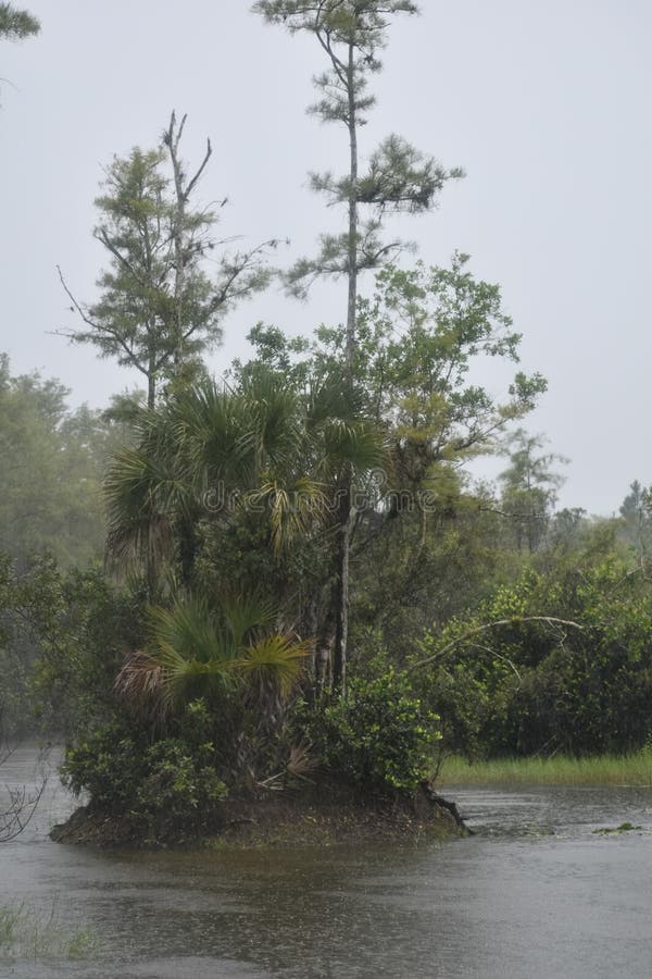 Rain Falling in Cypress Swamp Stock Photo - Image of raining, natural ...