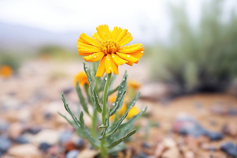 Rain Falling on a Desert Marigold Stock Photo - Image of bloom, nature ...