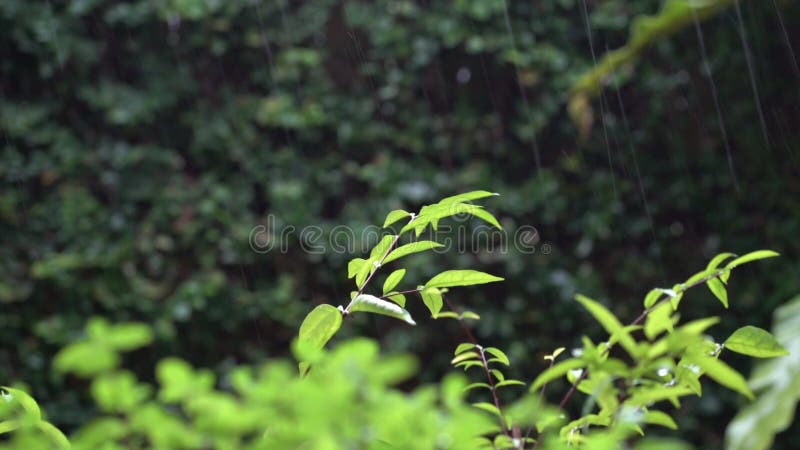Rain Falling Down on Green Leaves of a Plant and Foliage. Stock Video ...
