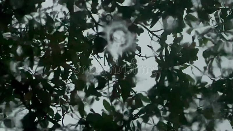 Rain Falling on Glass Roof Under Oak Tree Stock Video - Video of roof ...