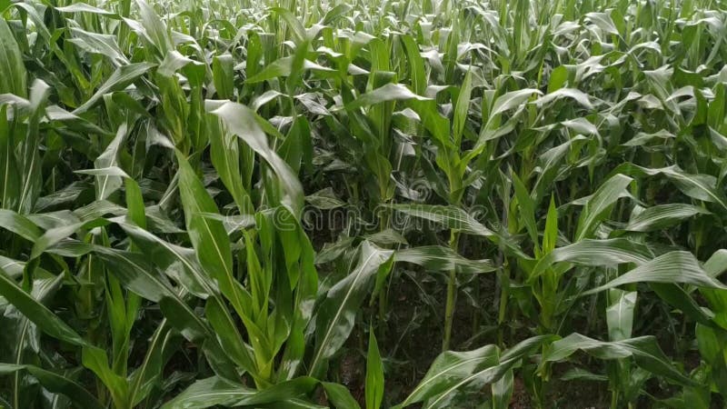 Rain Falling on Green Corn Crop at Form after Severe Summer Drought ...