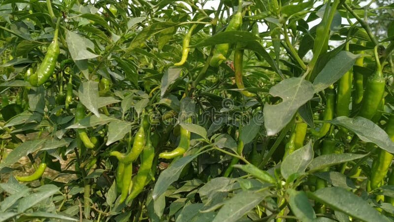 Rain Falling on Green Corn Crop at Form after Severe Summer Drought ...