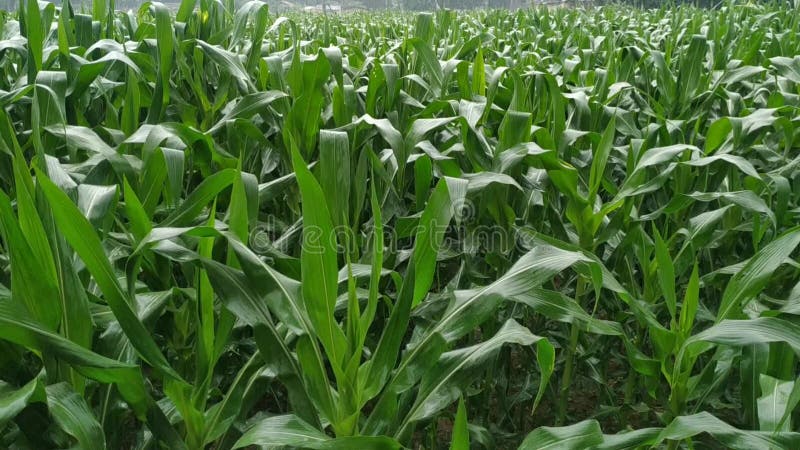 Rain Falling on Green Corn Crop at Form after Severe Summer Drought ...