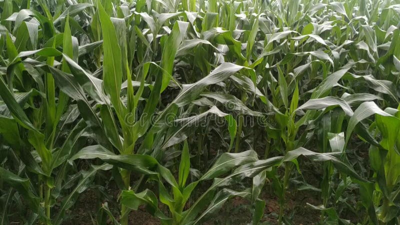 Rain Falling on Green Corn Crop at Form after Severe Summer Drought ...