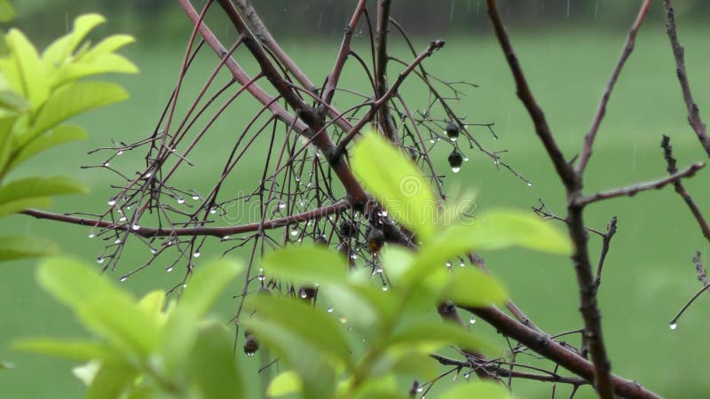 Rain Falling on Green Tree and Leaves in Jungle Stock Video - Video of ...