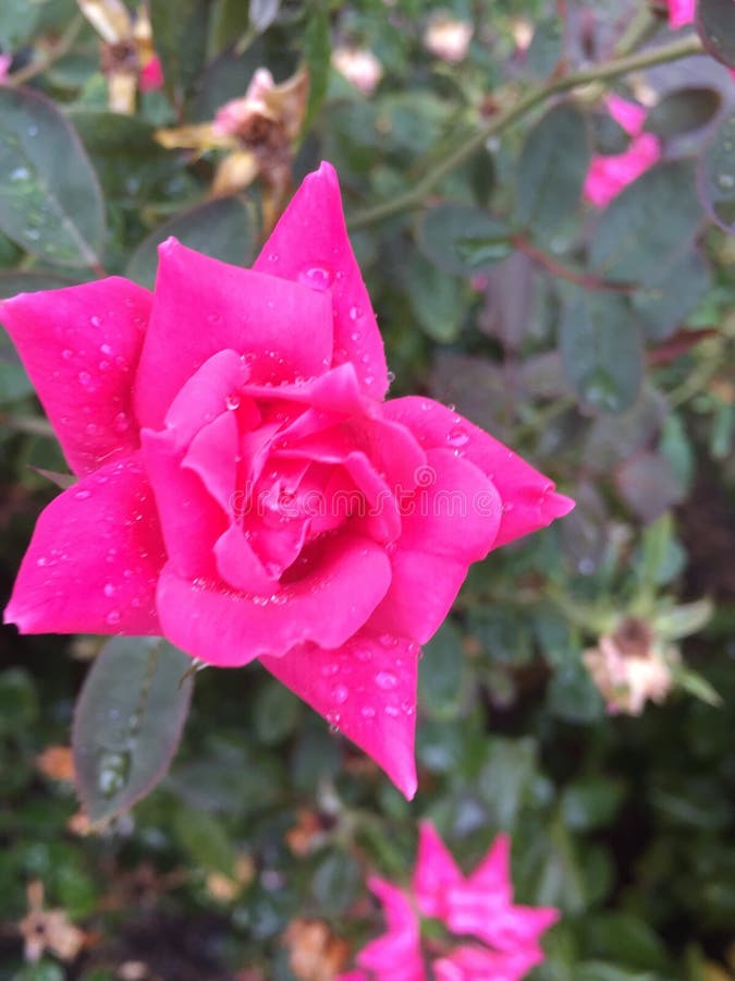 Perfect pink rose stock image. Image of bush, flora - 107555213