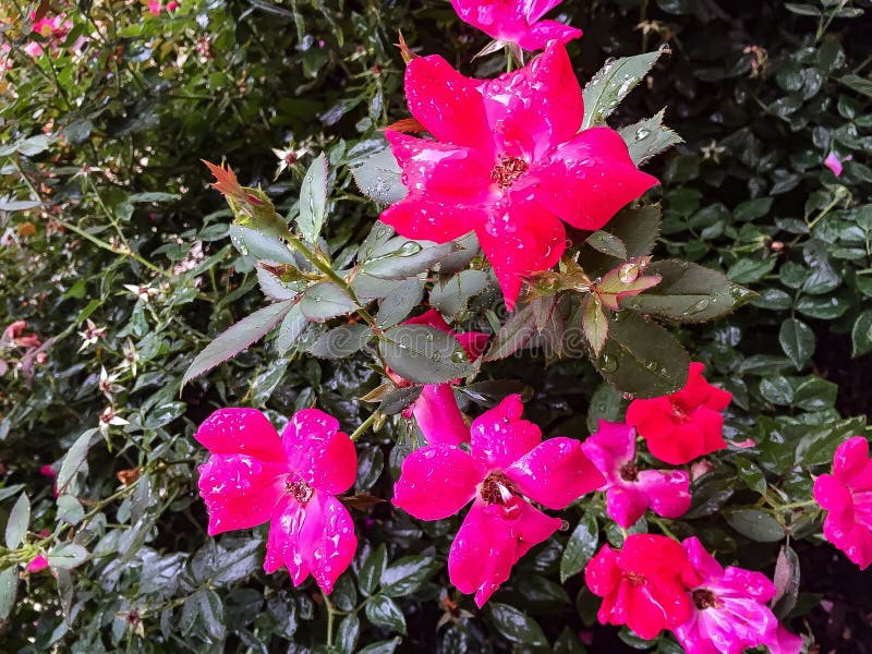 Rain drops on roses stock photo. Image of droplet, droplets - 107849754
