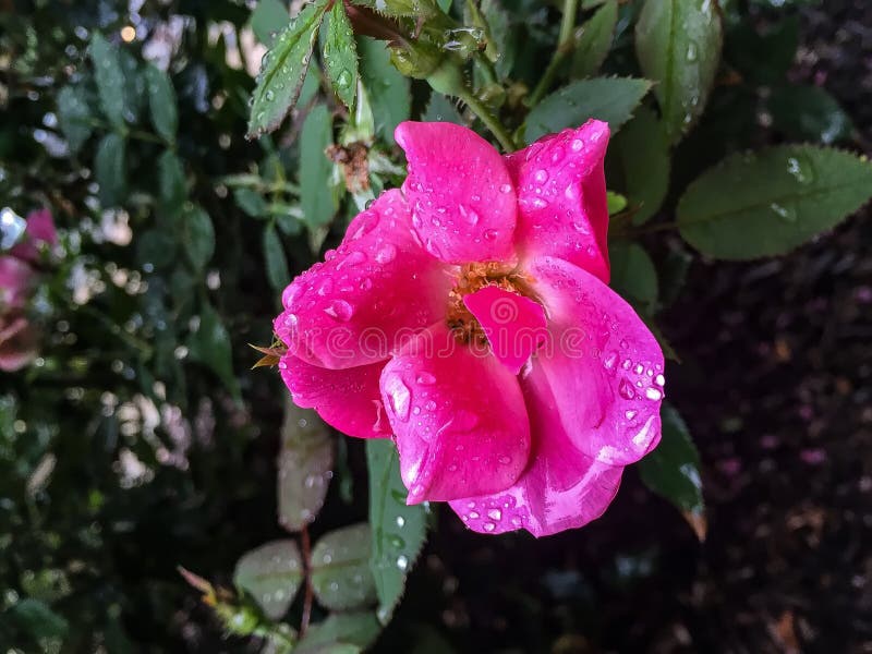 Rain drops on roses stock photo. Image of floral, fresh - 107849766