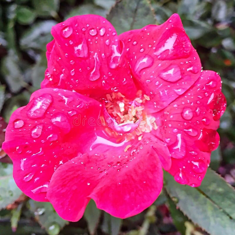 382 Raining Roses Stock Photos - Free & Royalty-Free Stock Photos from ...