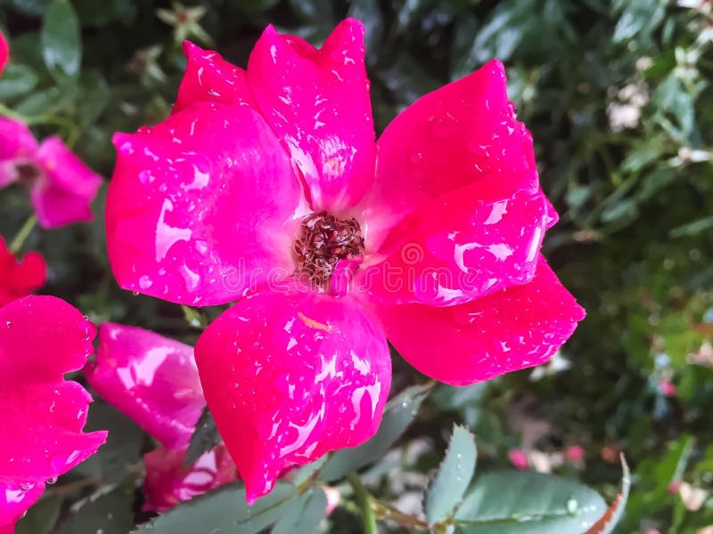 Rain drops on roses stock photo. Image of bush, droplet - 107849828