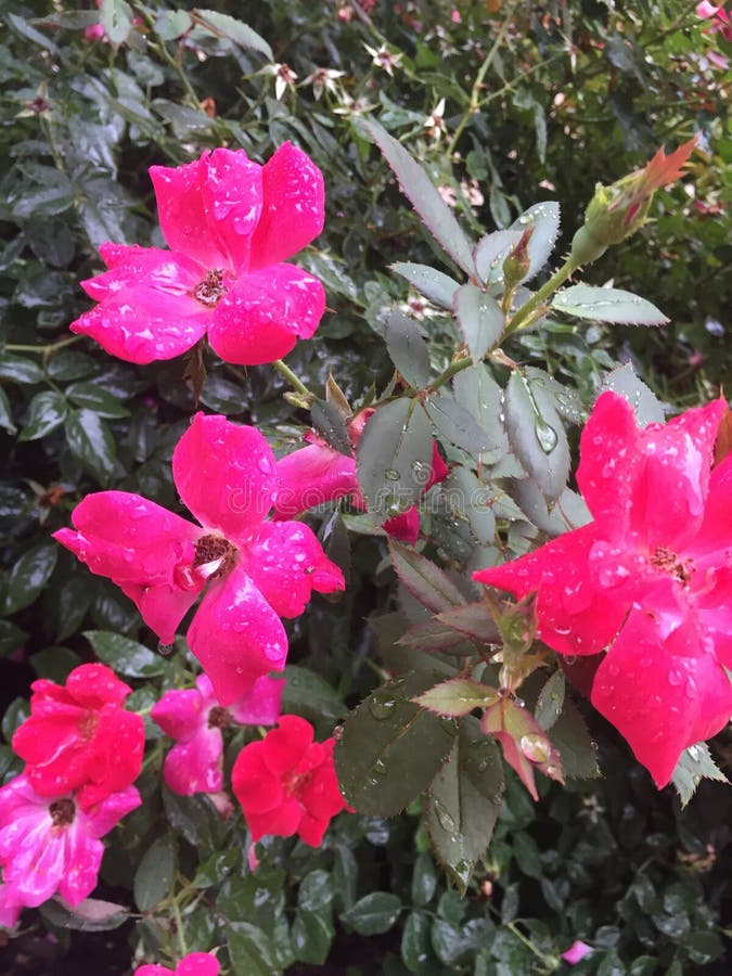 Rain drops on roses stock photo. Image of decoration - 107849836