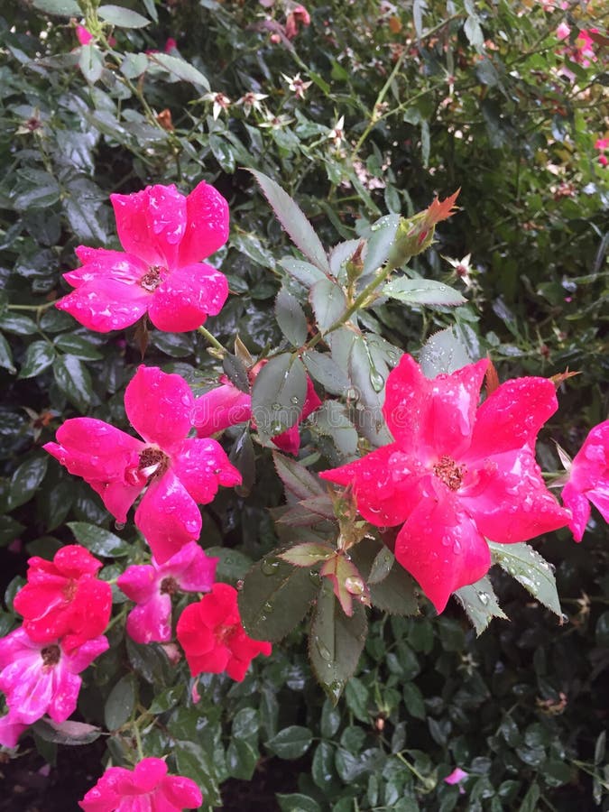 383 Raining Roses Photos - Free & Royalty-Free Stock Photos from Dreamstime