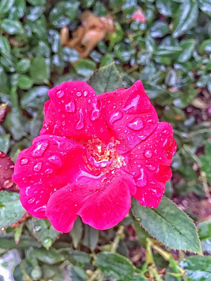 382 Raining Roses Stock Photos - Free & Royalty-Free Stock Photos from ...