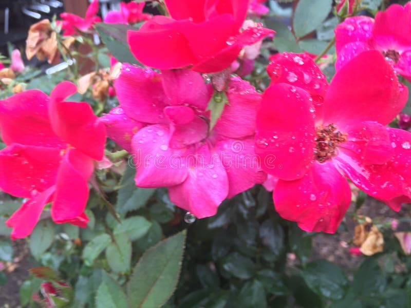 Raindrops on roses stock photo. Image of botany, moisture - 107849784