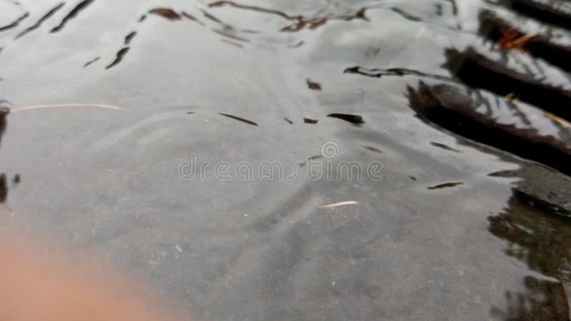 Rain Falling on Pavement Spring Rain is Falling and Drops of Water are ...