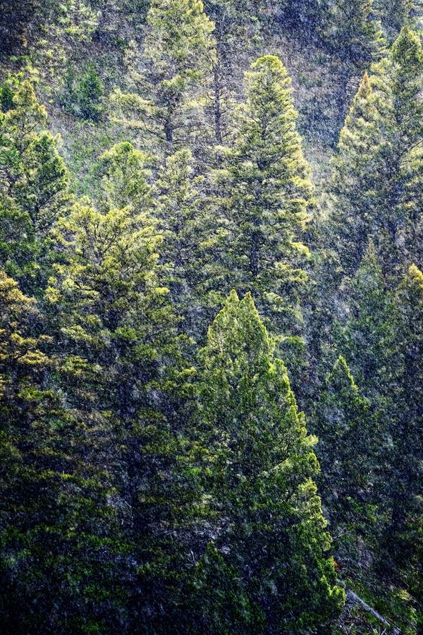 Rain Falling on Pine Trees in Mountains Wilderness Stock Photo - Image ...