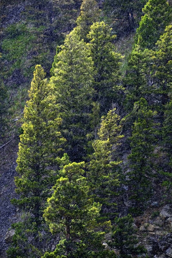Rain Falling on Pine Trees in Mountains Wilderness Stock Image - Image ...