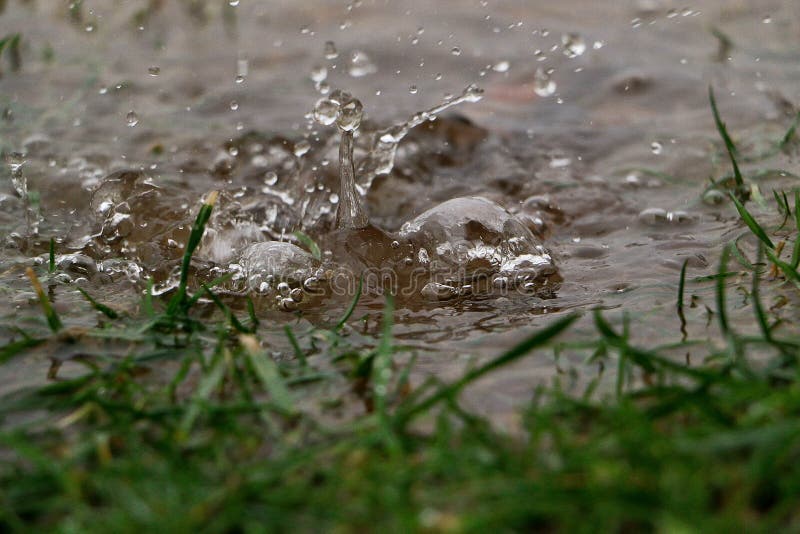 Hard Rain is Falling in a Puddle in the Garden Stock Photo - Image of ...