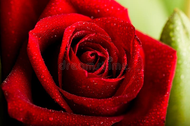 Rain falling on Red Rose stock image. Image of nature - 53181599