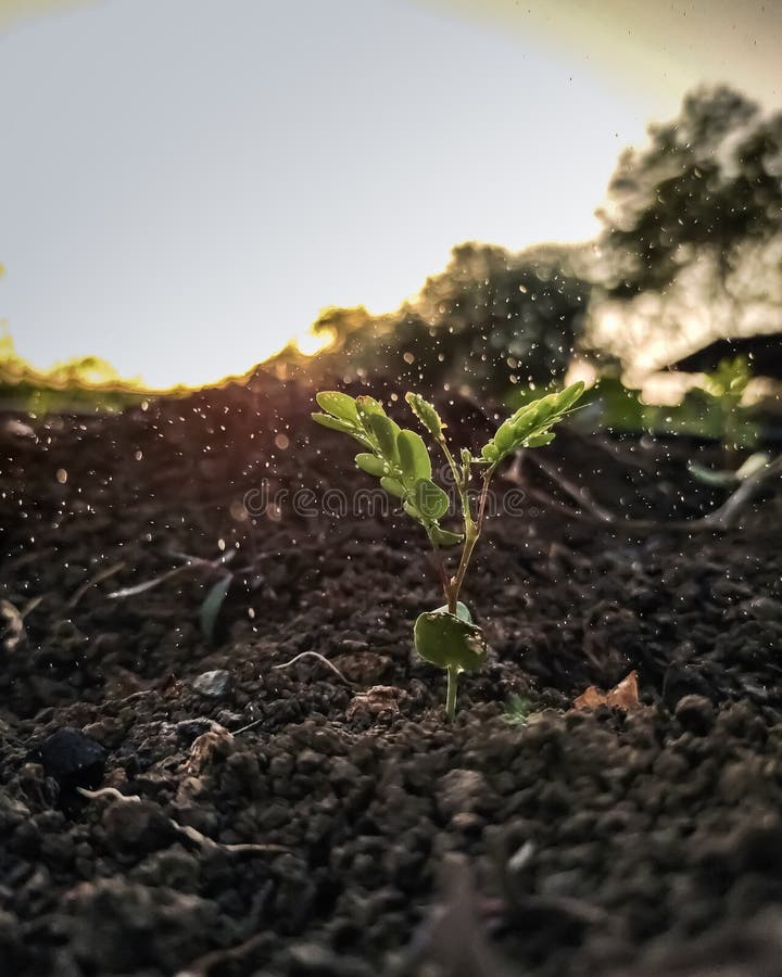 Rain Falling on the Small Plant. Stock Photo - Image of fresh, life ...