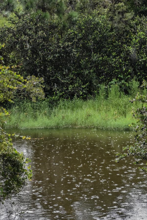 Rain Falling in a Swamp Pond Stock Photo - Image of louisiana, palm ...