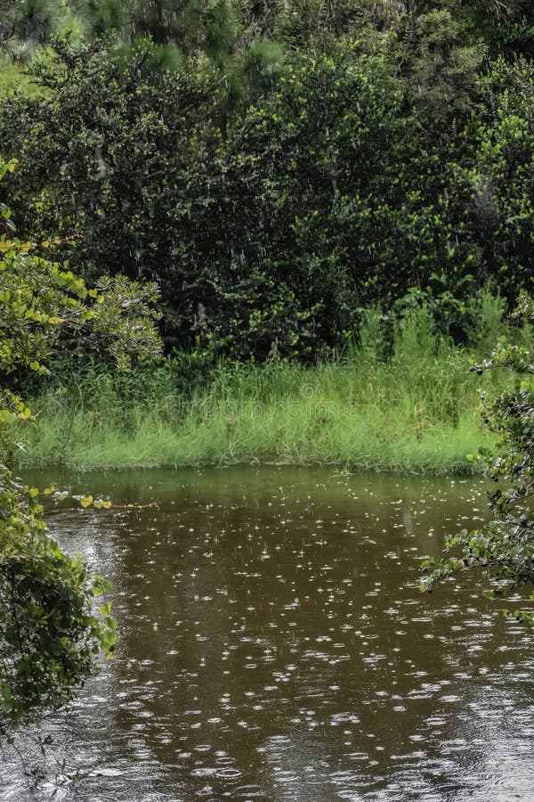 Rain Falling in a Swamp Pond Stock Image - Image of park, natural ...