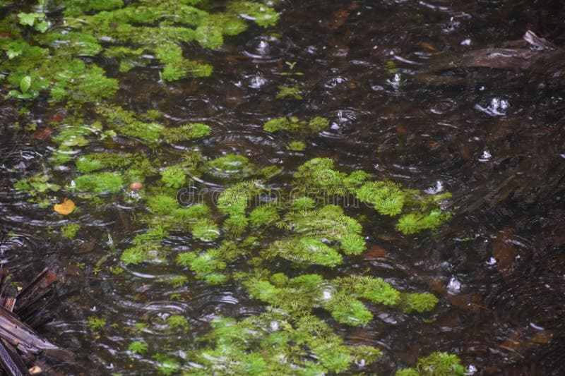 Rain Falling in a Swamp Pond Stock Photo - Image of puddles ...