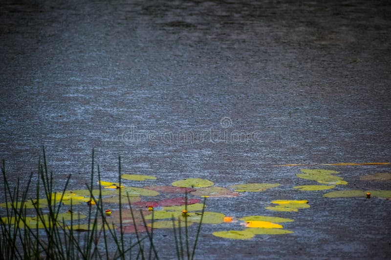 Rain Falling in a Swamp Pond Stock Photo - Image of hammock, light ...