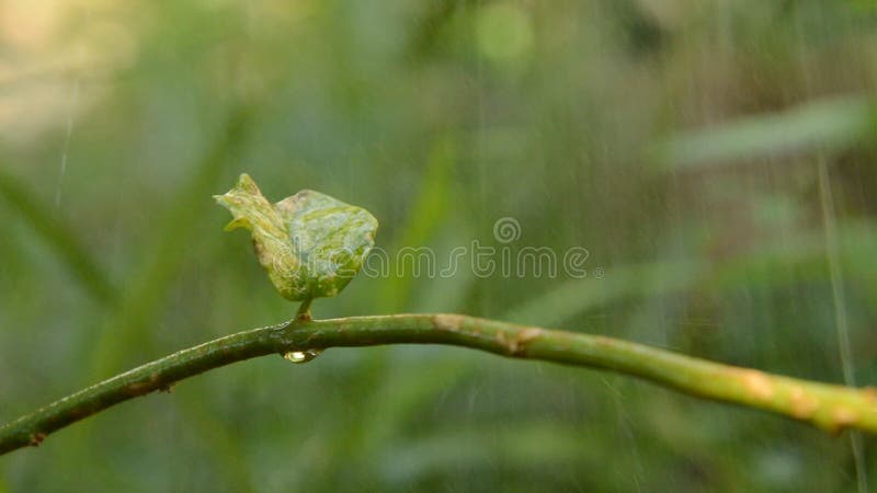 Rain Falling To Leaf on Curve Branch and Water Drop Down in Garden ...