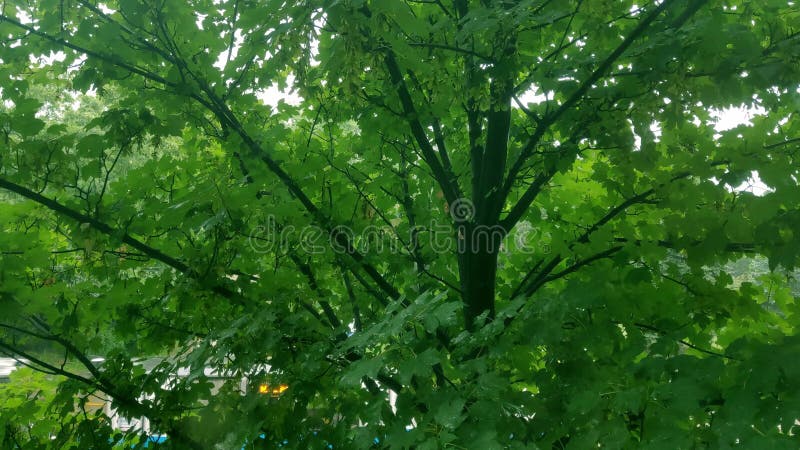 The Rain Falls on the Metal Roof Stock Video - Video of building ...