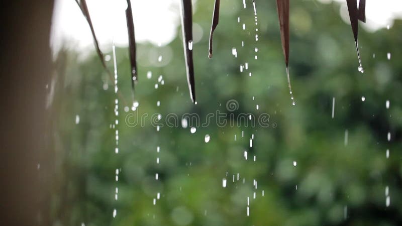 Rain Falls on Clear Glass. Streams of Raindrops on Window Glass. Close ...