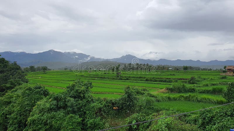 After rain at field stock photo. Image of field, plain - 207779560
